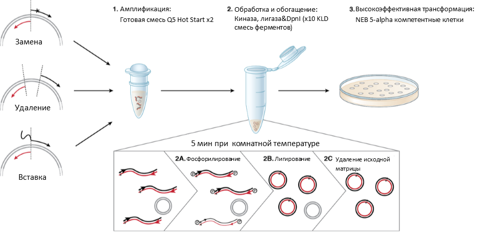 #25 Сайт-направленный мутагенез с использованием ДНК-полимеразы Q5